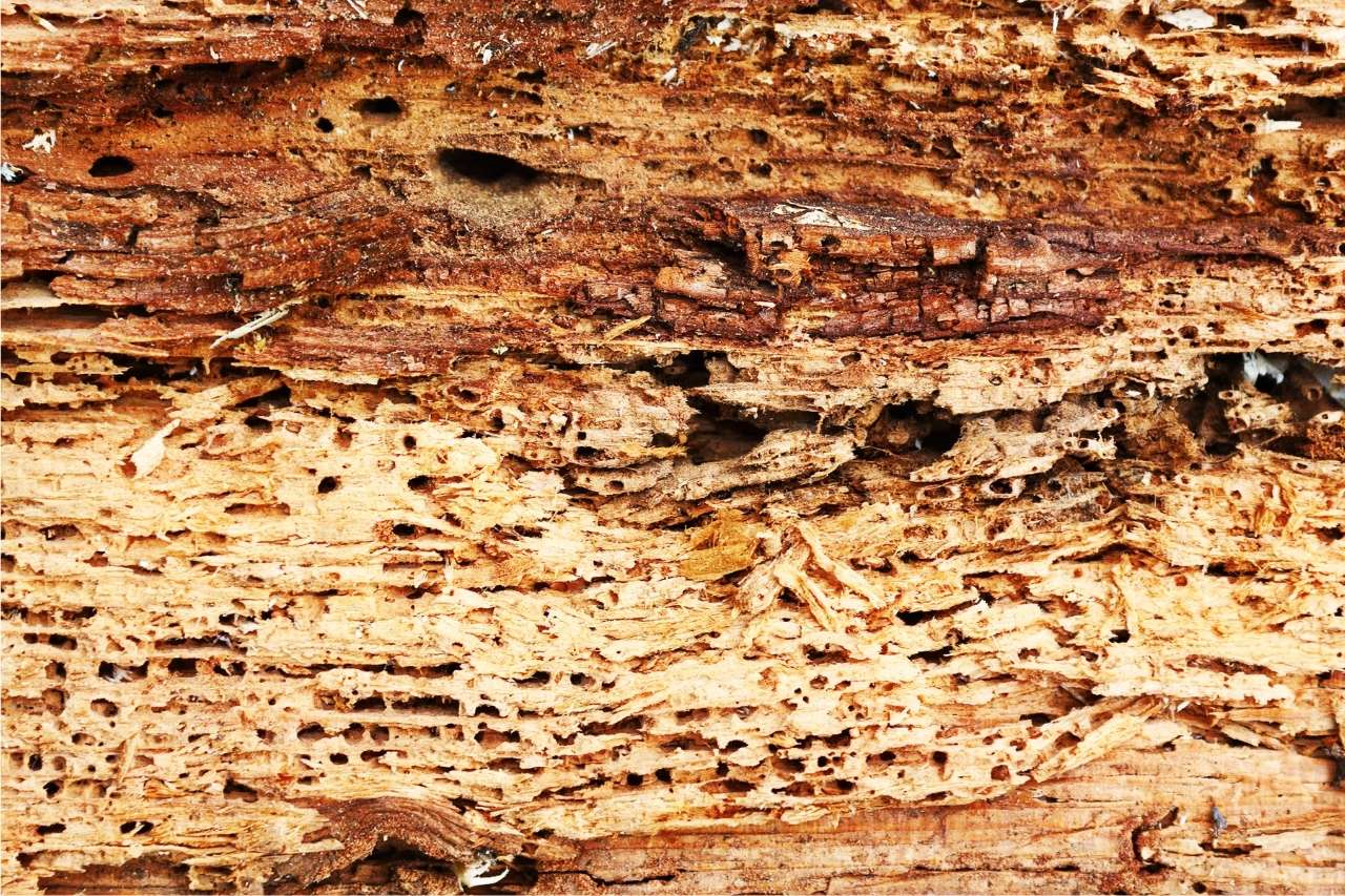 Wood Destroying Insects | Pest Control NH | Cornerstone Pest