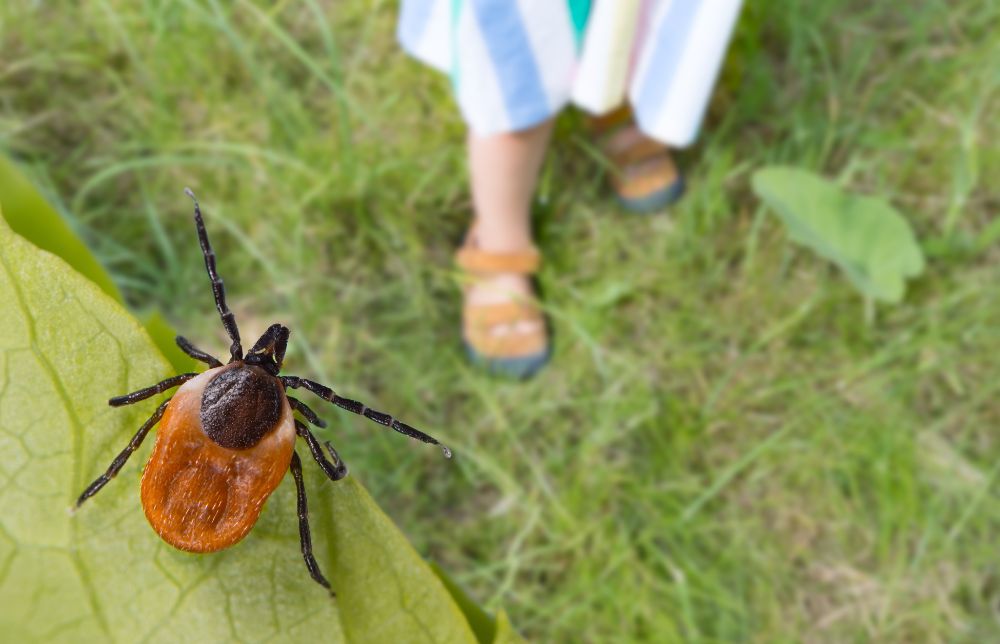 Importance of Tick Control | Cornerstone Pest Control