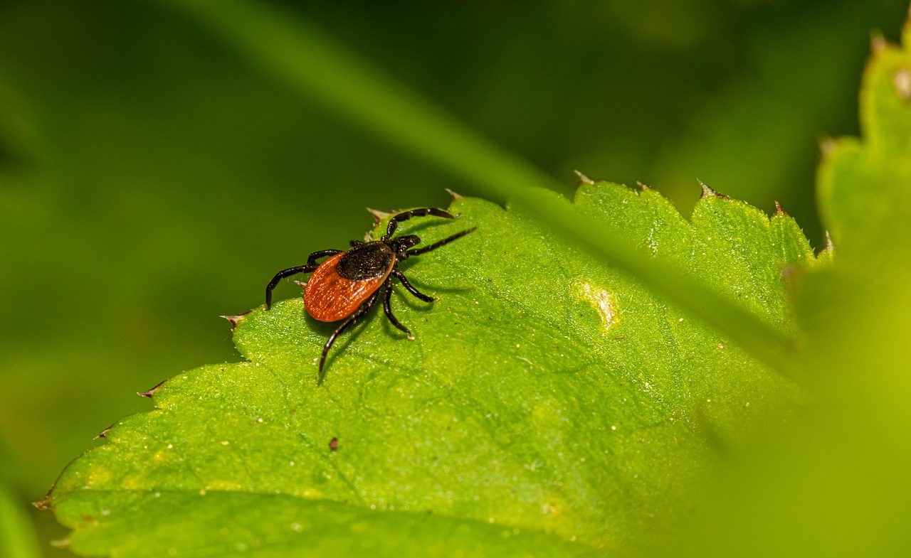 Tick Awareness and Prevention: Protecting Your Yard and Pets ...