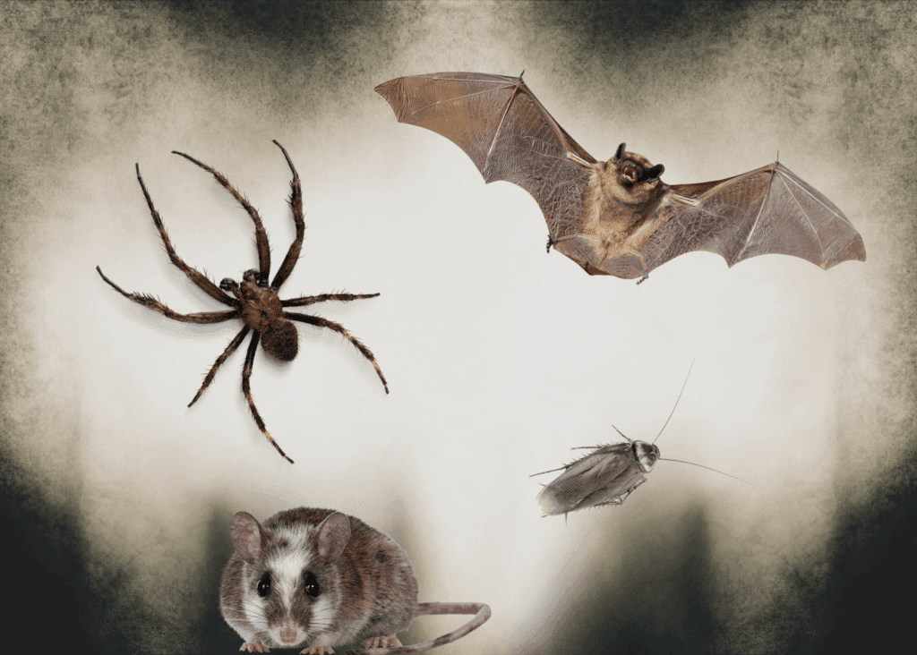 Spooky Pest Facts – Creepy Critters to Watch Out for This Season ...